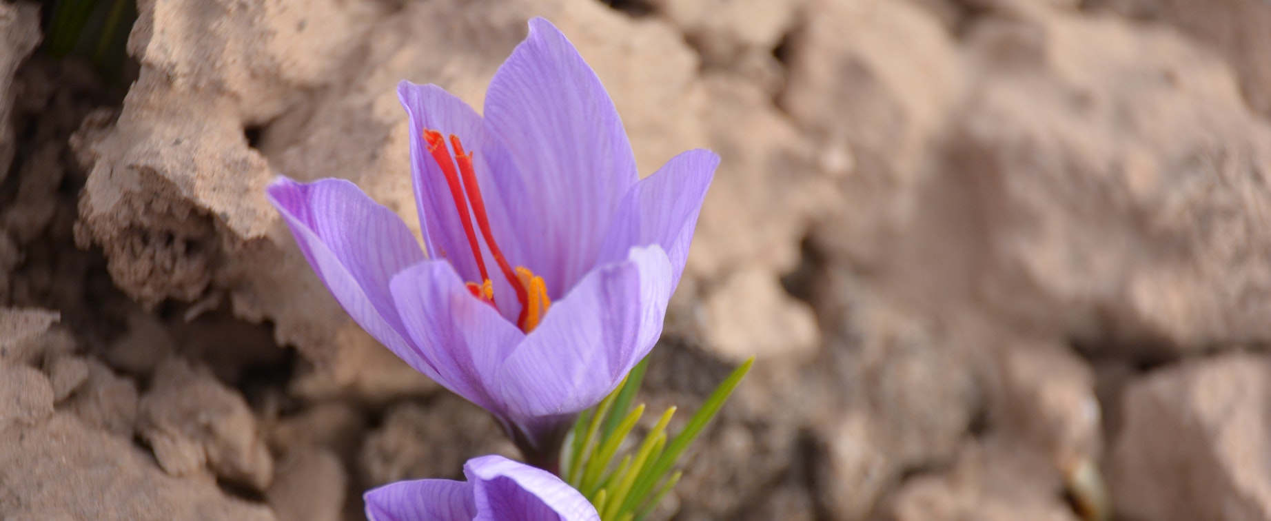 What is Colchicine and What Does it Treat?